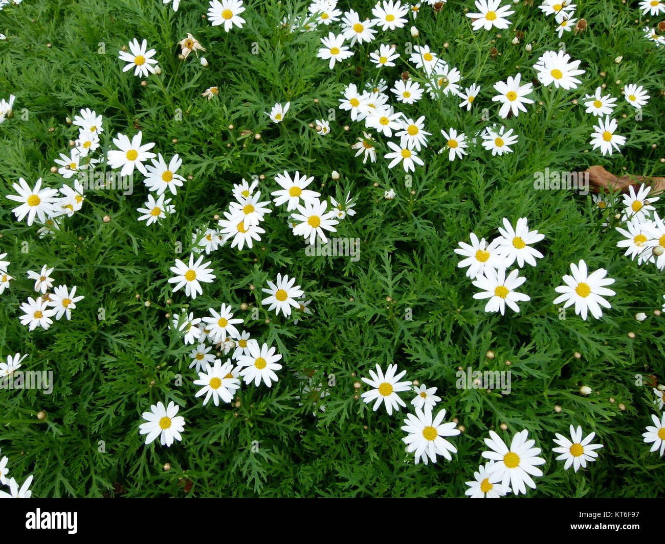 Argyranthemum frutescens, commonly known as the marguerite daisy, is a ...