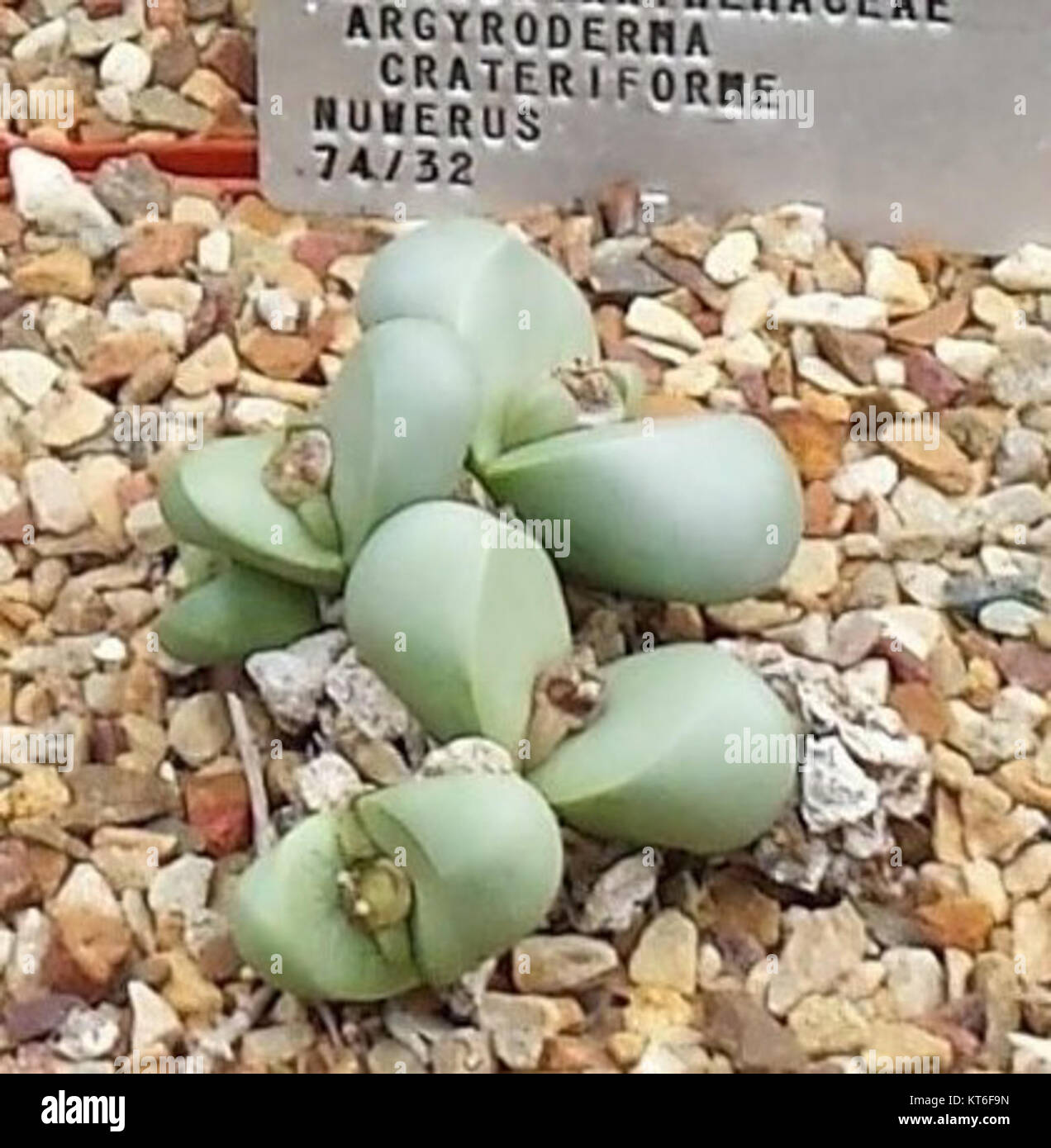 Argyroderma crateriforme is a species of succulent plant native to ...