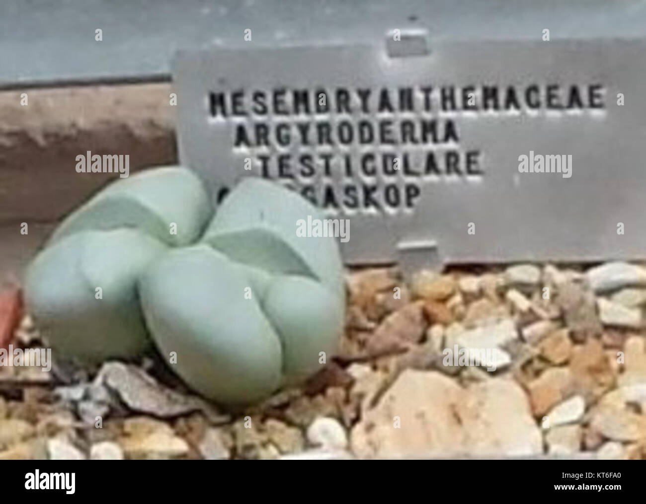 Unique kidney shaped leaves hi-res stock photography and images - Alamy