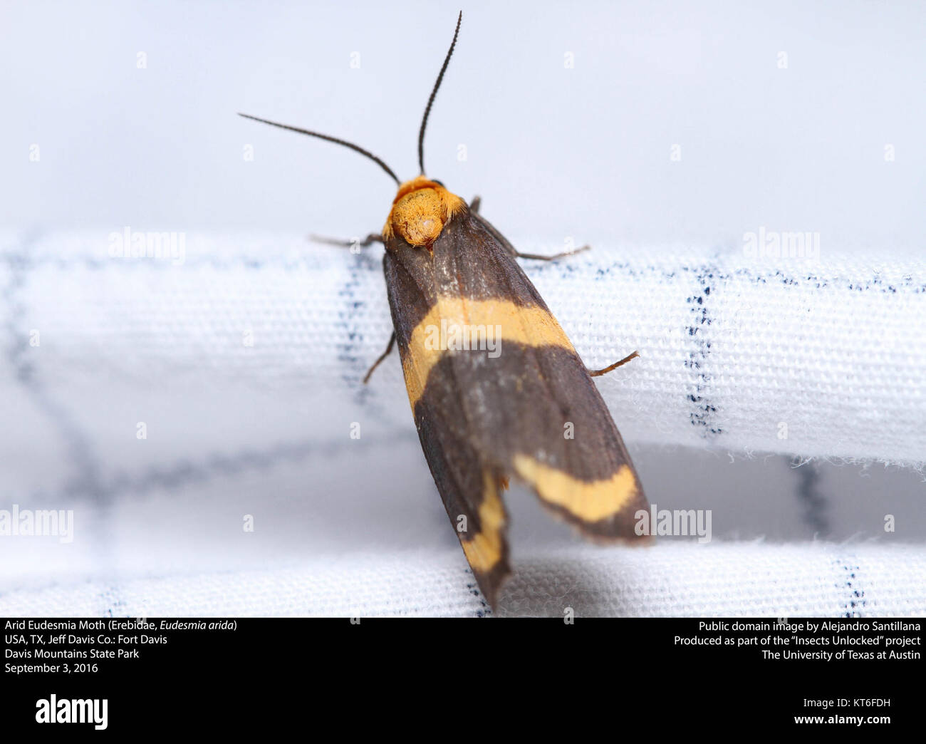 Moth from family erebidae hi-res stock photography and images - Alamy