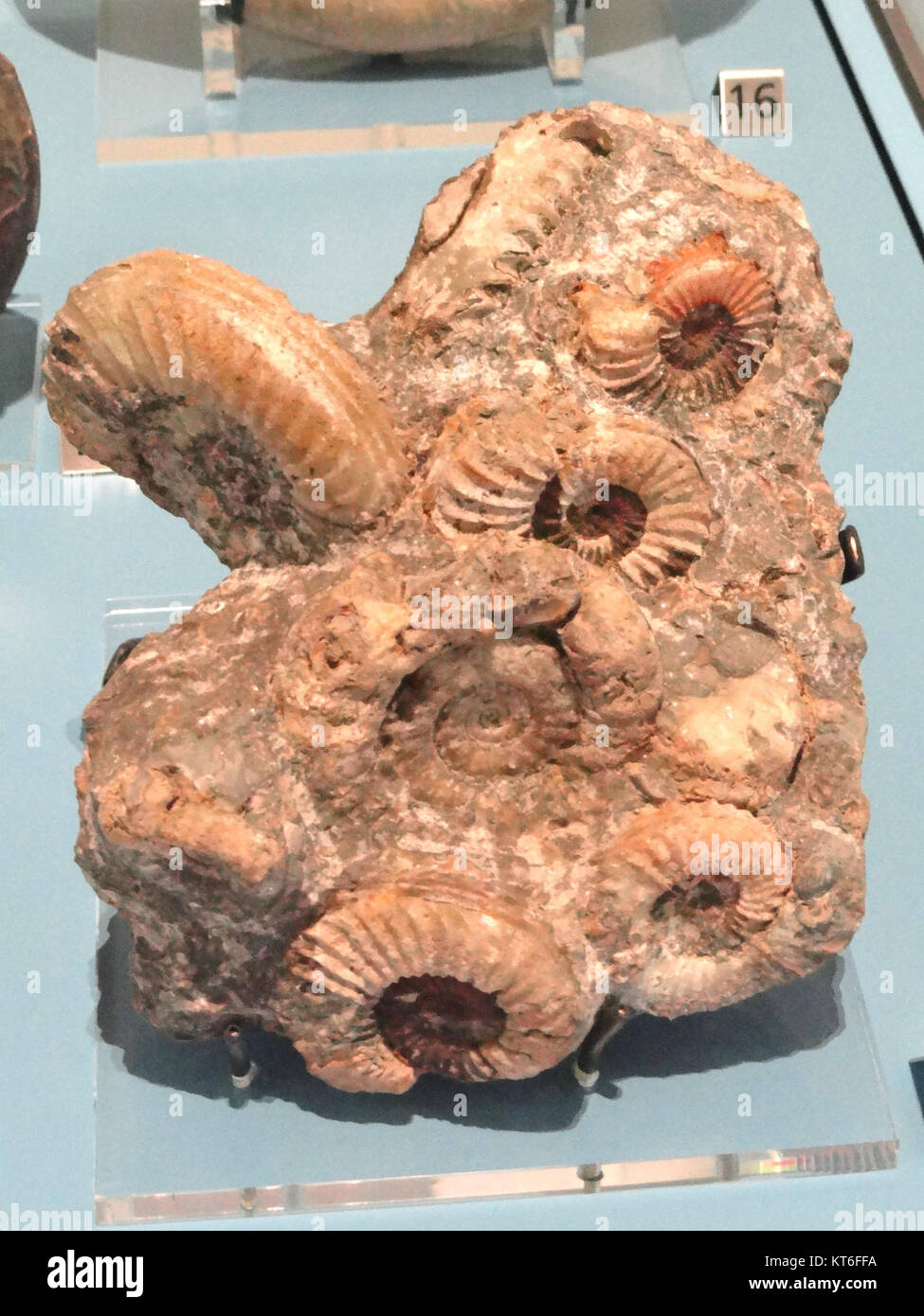 Early mesozoic era hi-res stock photography and images - Alamy