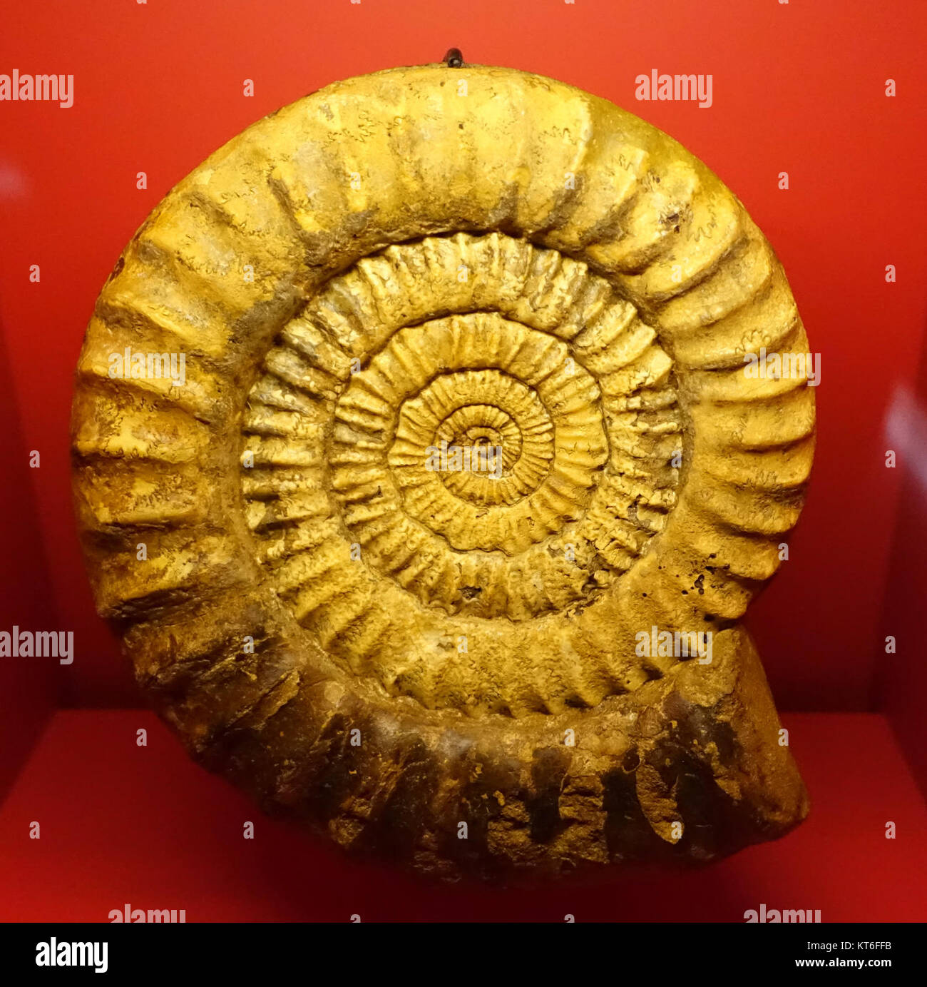 Arietites bucklandi is an extinct species of ammonite from the late ...