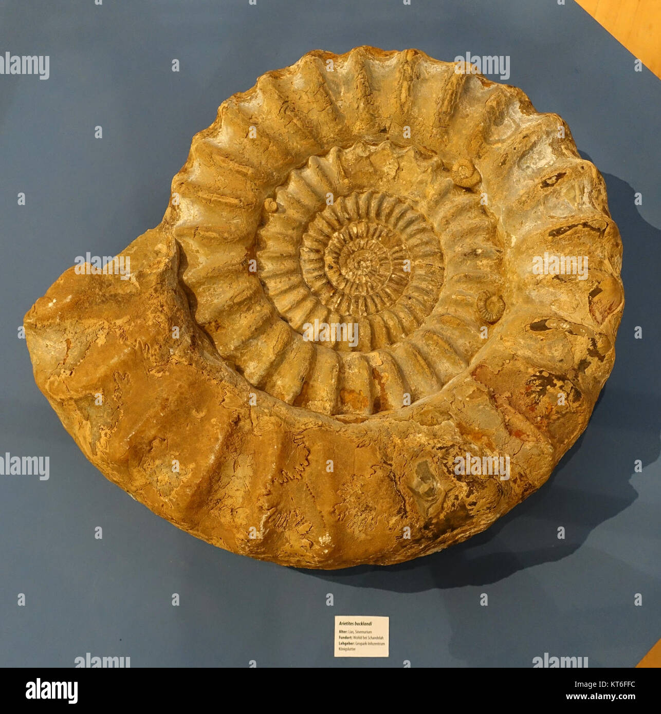 Arietites bucklandi, a species of extinct ammonite, is displayed in the ...