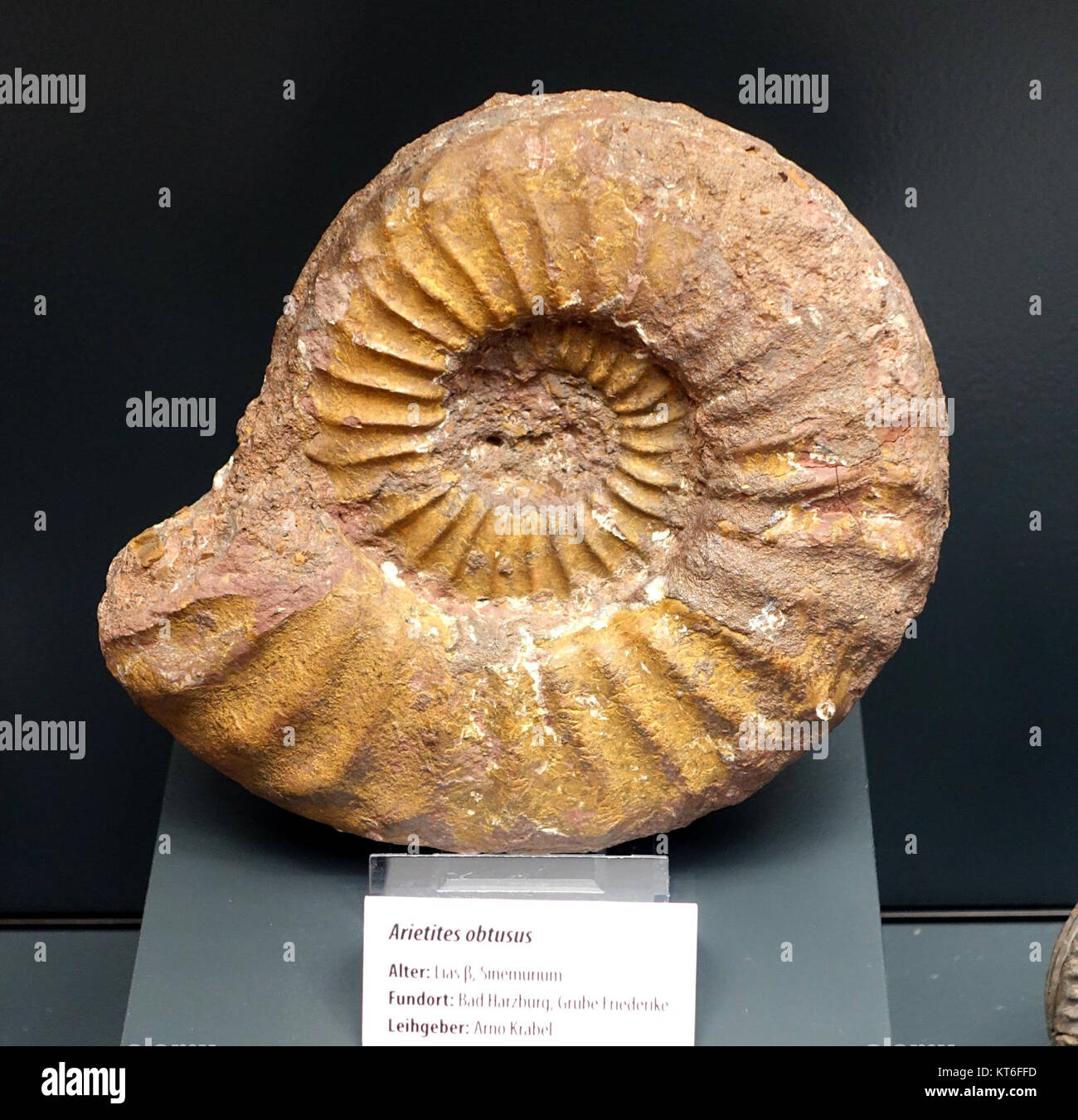 The fossilized remains of *Arietites obtusus*, a species of ammonite ...