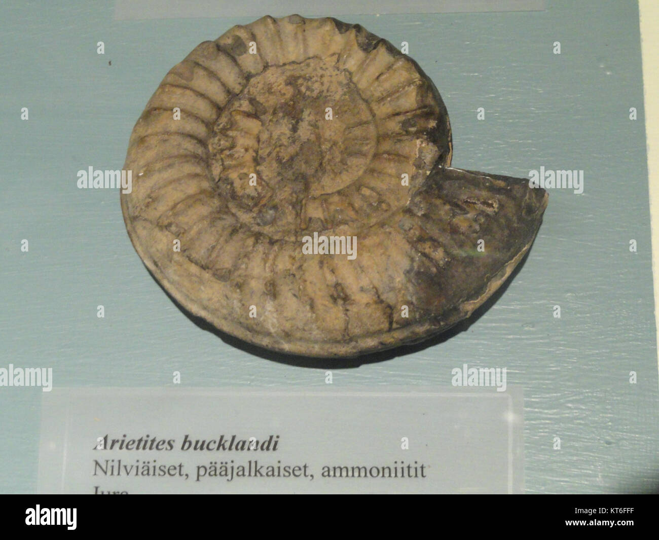 Ammonite identification hi-res stock photography and images - Alamy