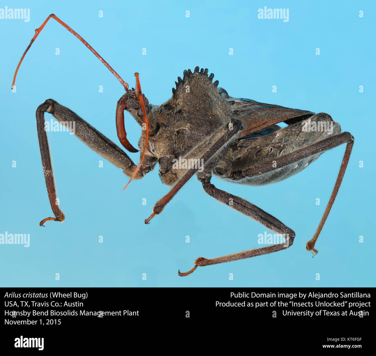 Arilus cristatus (22798355972 Stock Photo - Alamy