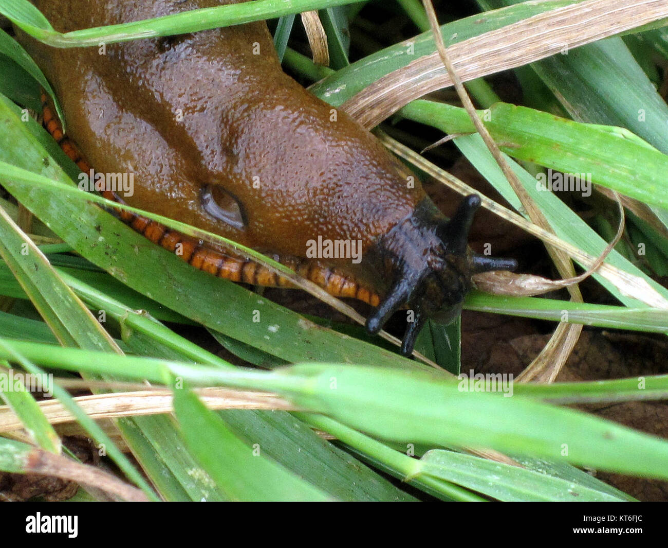 Red slug arion rufus hi-res stock photography and images - Alamy