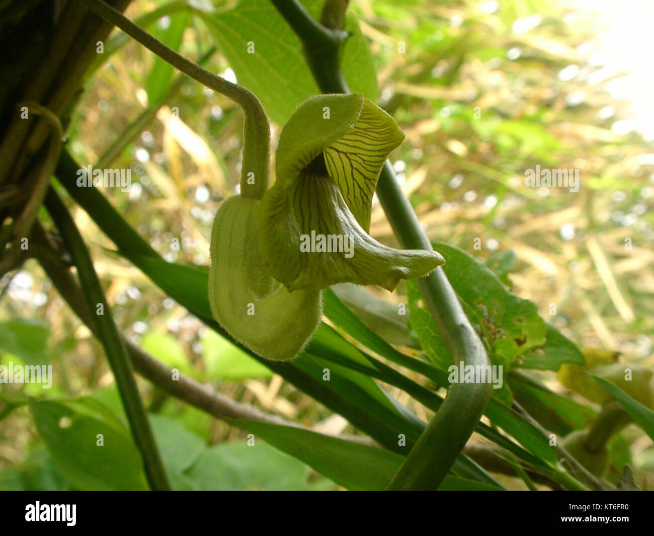 Aristolochia kaempferi, commonly known as the Dutchman’s pipe, is a ...