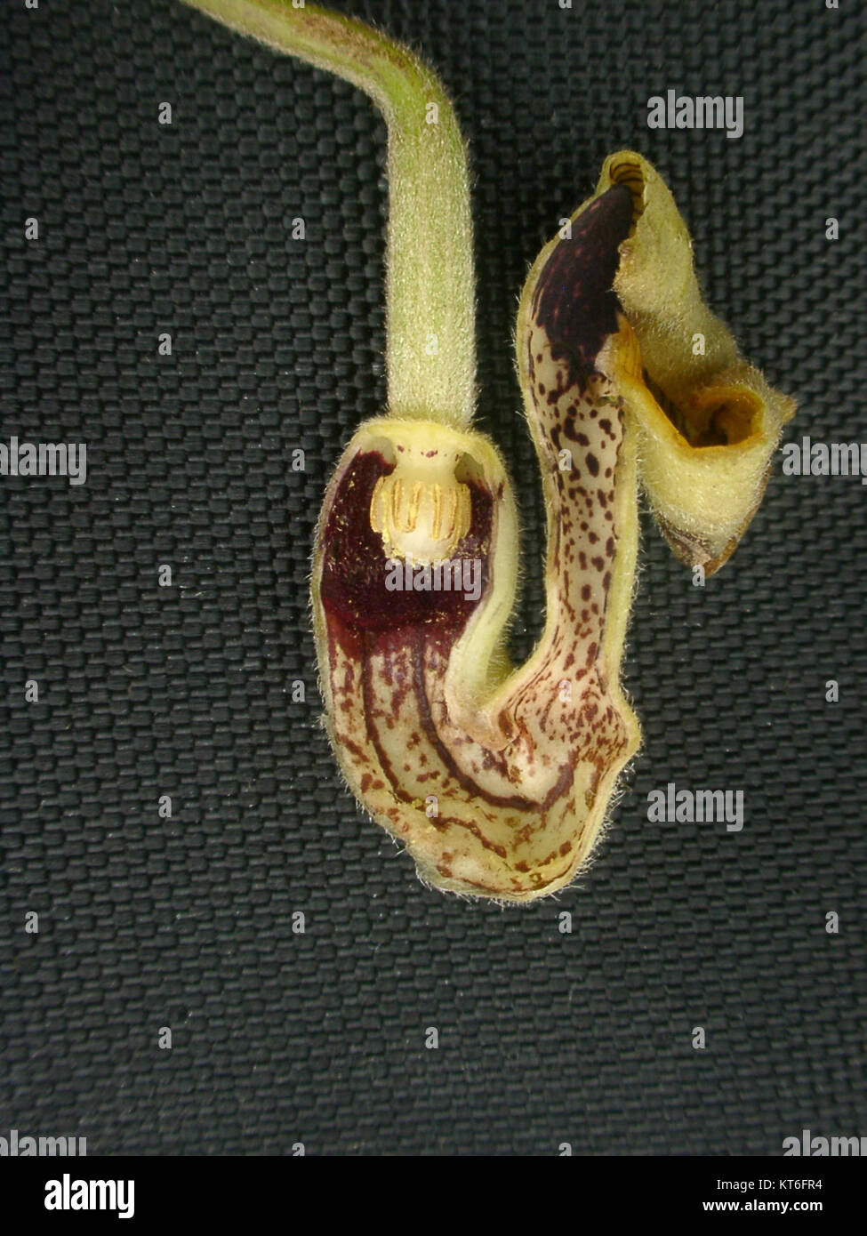 Aristolochia kaempferi, also known as the Japanese pipevine, is a ...