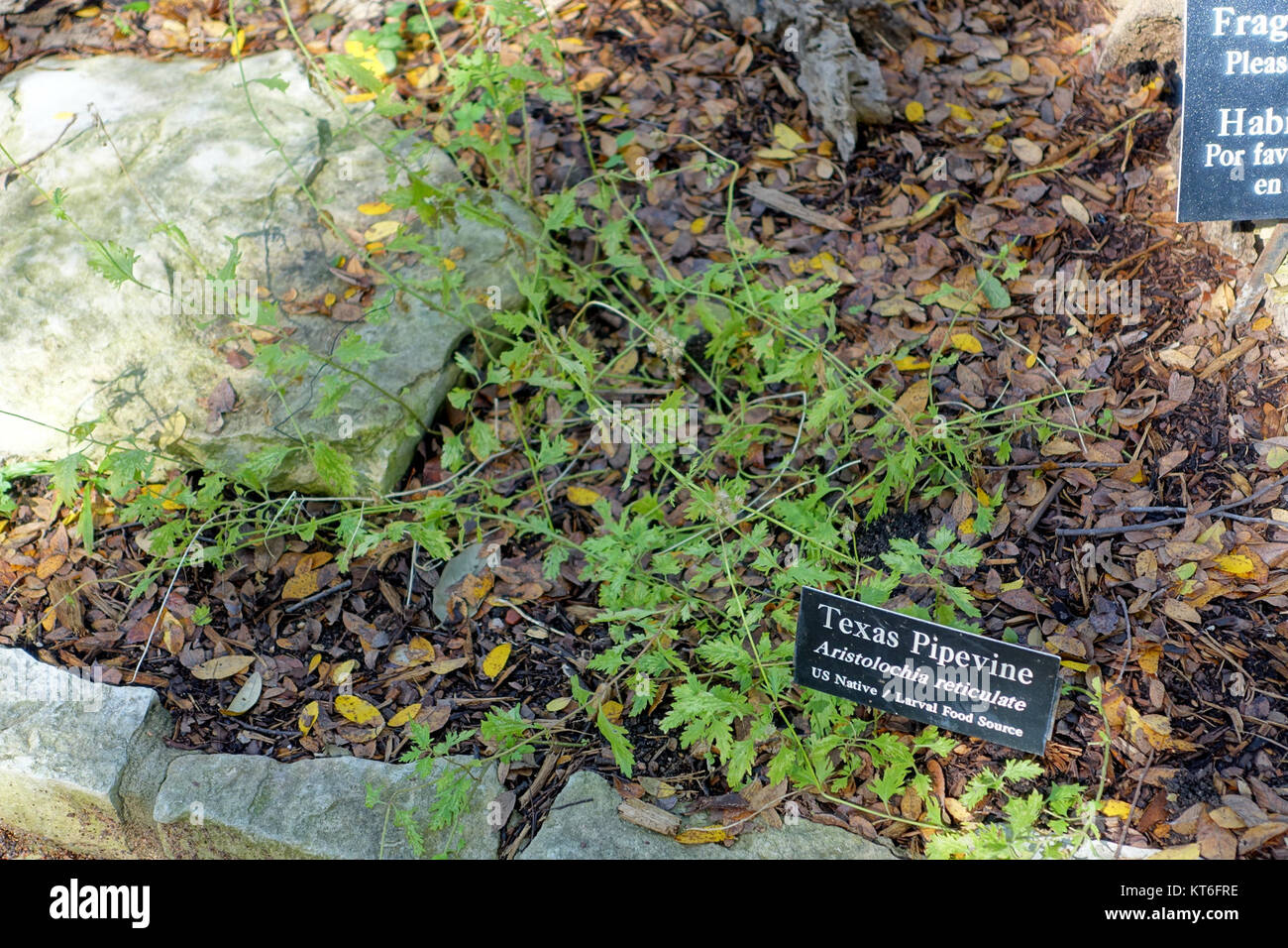 Aristolochia reticulata hi-res stock photography and images - Alamy
