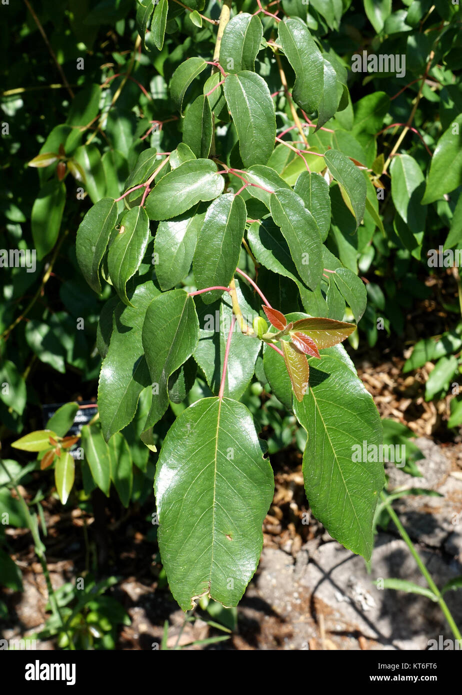 Aristotelia chilensis, a flowering plant native to South America, in ...