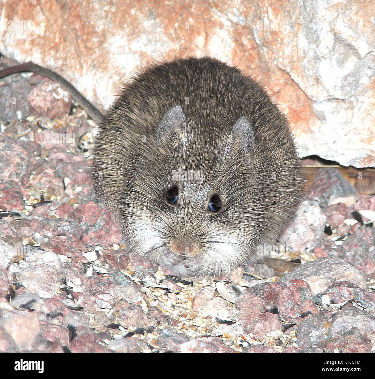 The Arizona Cotton Rat (Sigmodon arizonae) is a rodent species native ...