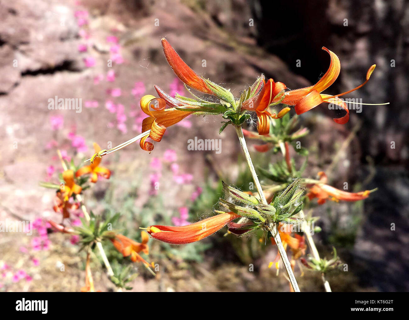 This image features Arizona Honeysuckle (Lonicera arizonica), a native ...