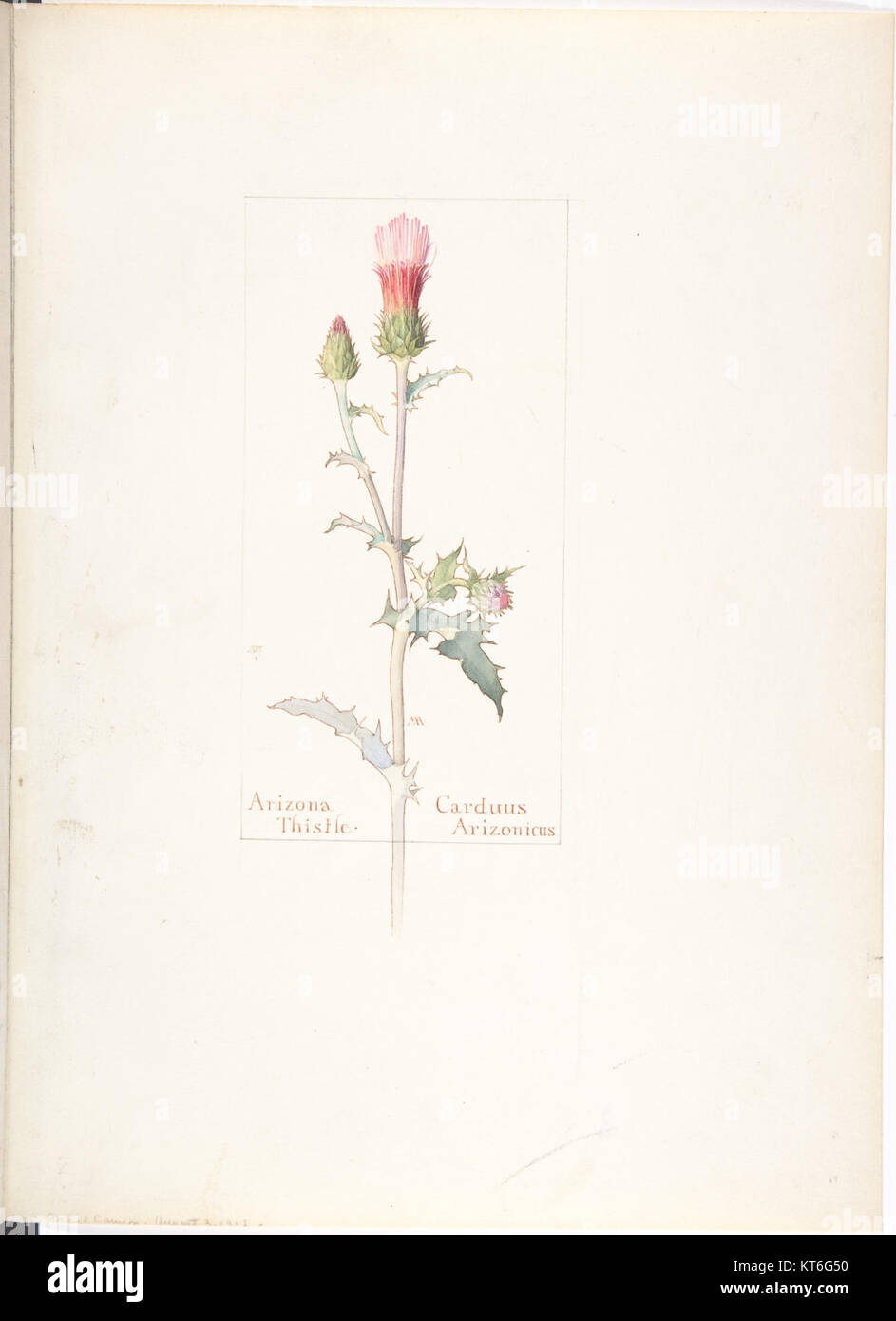 Arizona Thistle (Carduus arizonicus) is a plant species native to the ...