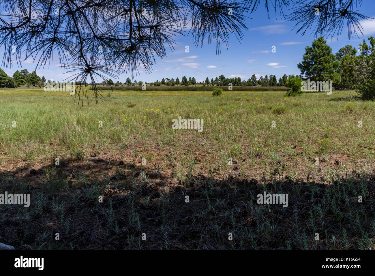 The Arizona Trail on Anderson Mesa is a popular hiking route offering ...