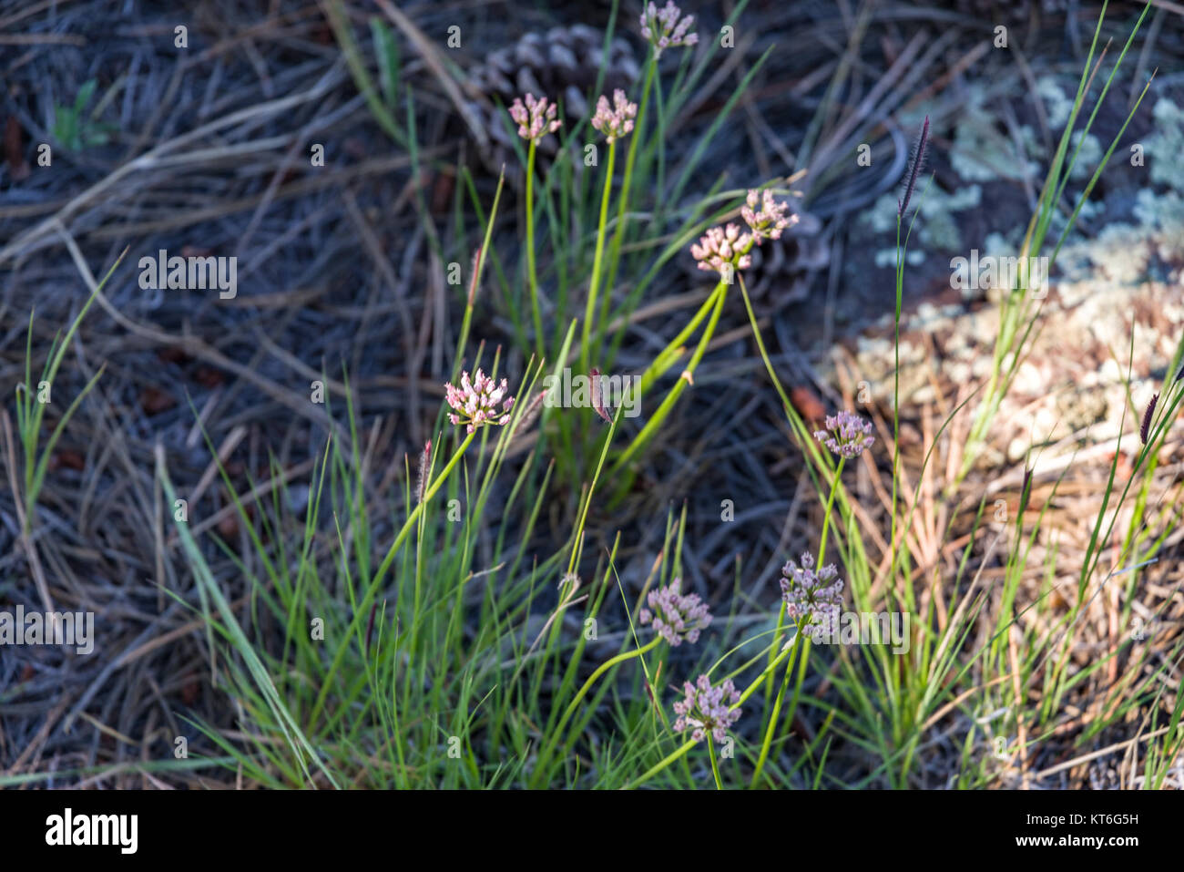 The Arizona Trail on Anderson Mesa is a section of the extensive ...