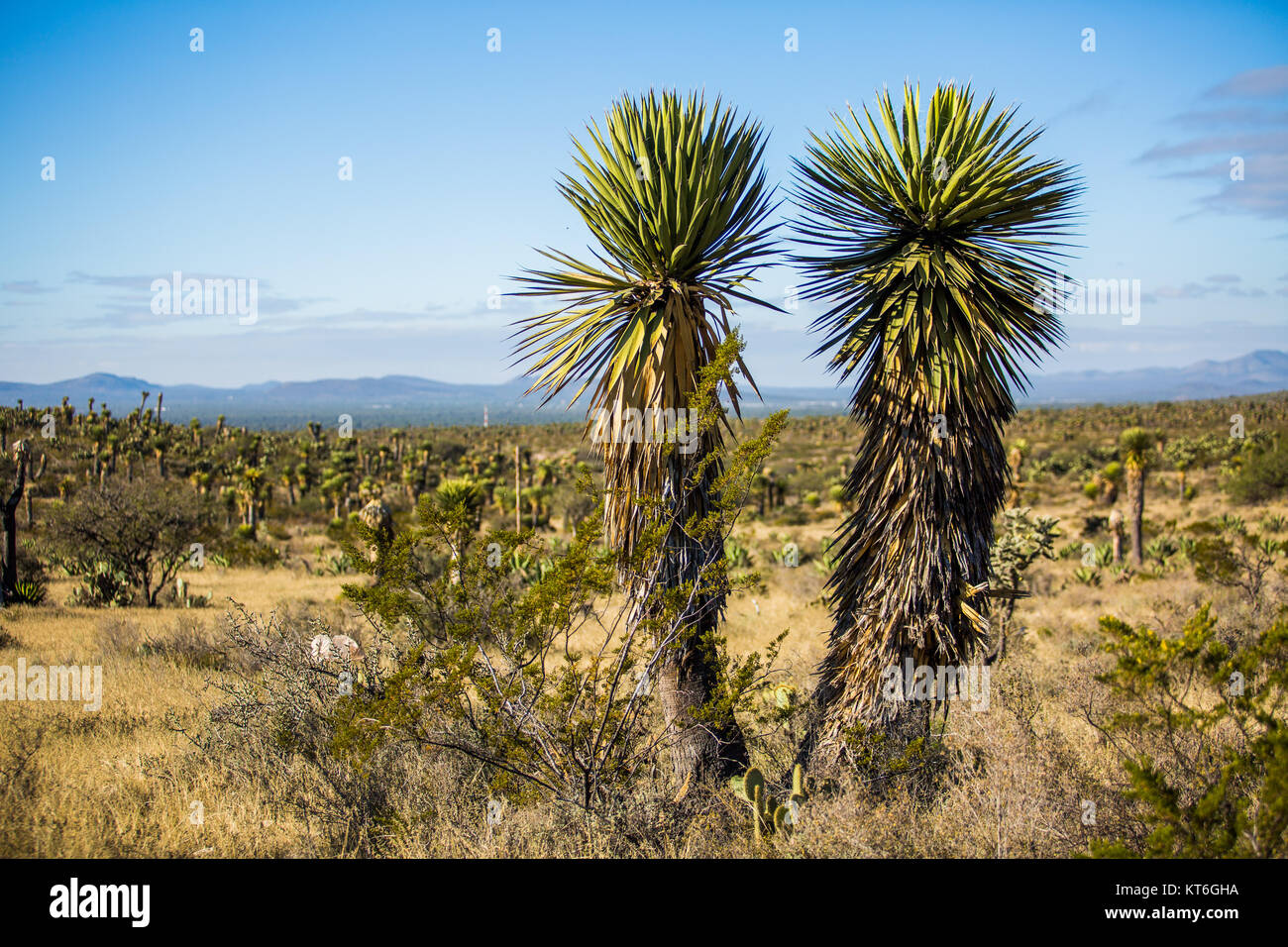 Dry Desert at daylight with cactuses insummer Stock Photo - Alamy