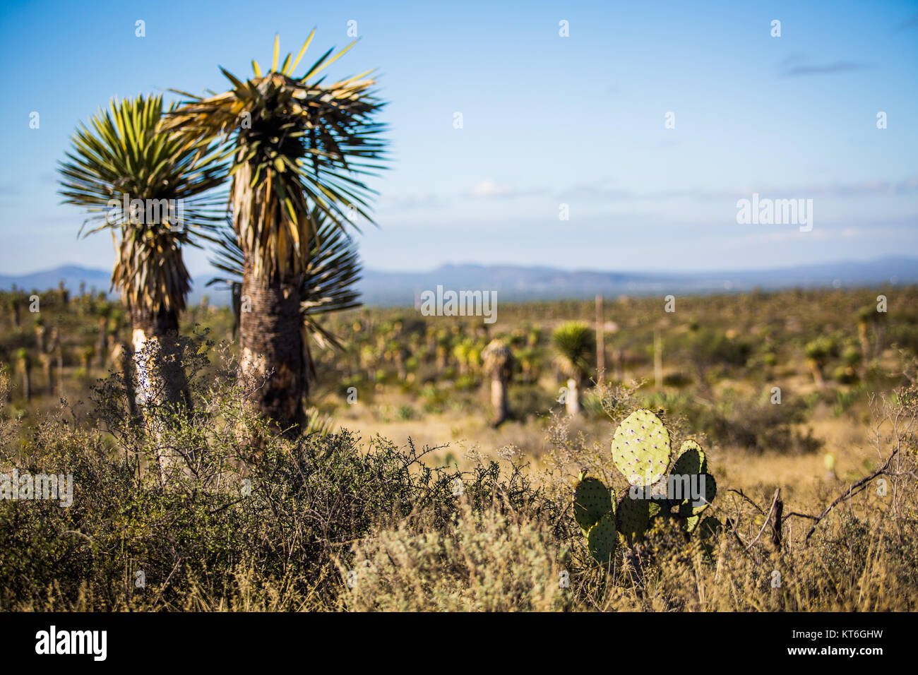 Dry Desert at daylight with cactuses insummer Stock Photo - Alamy