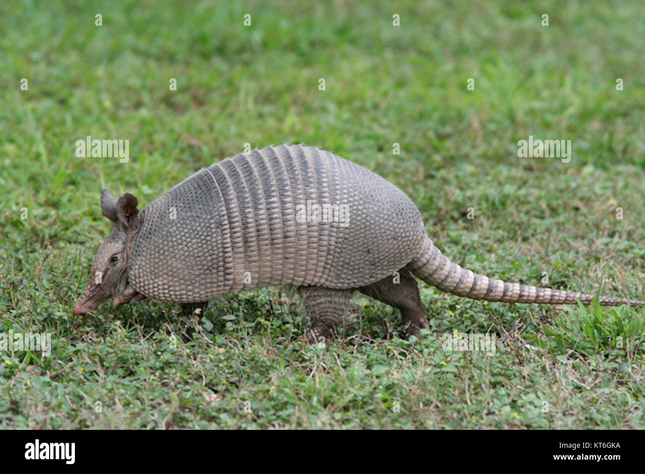 This photograph shows a nine-banded armadillo (Dasypus novemcinctus ...