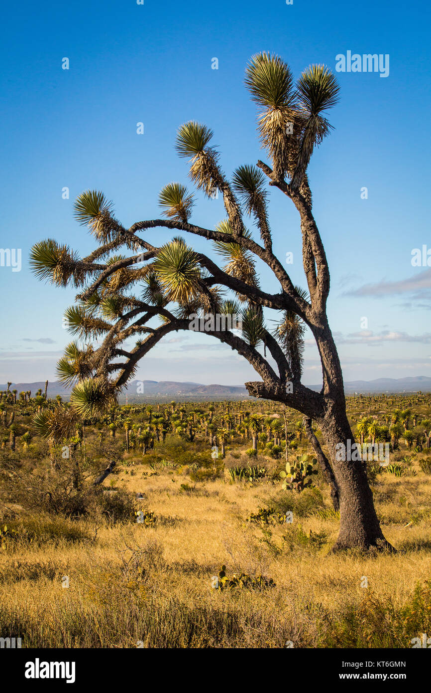 Dry Desert at daylight with cactuses insummer Stock Photo - Alamy