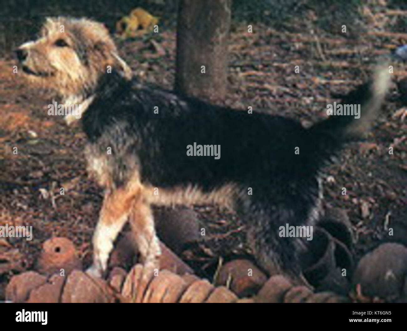 Armant dog hi-res stock photography and images - Alamy