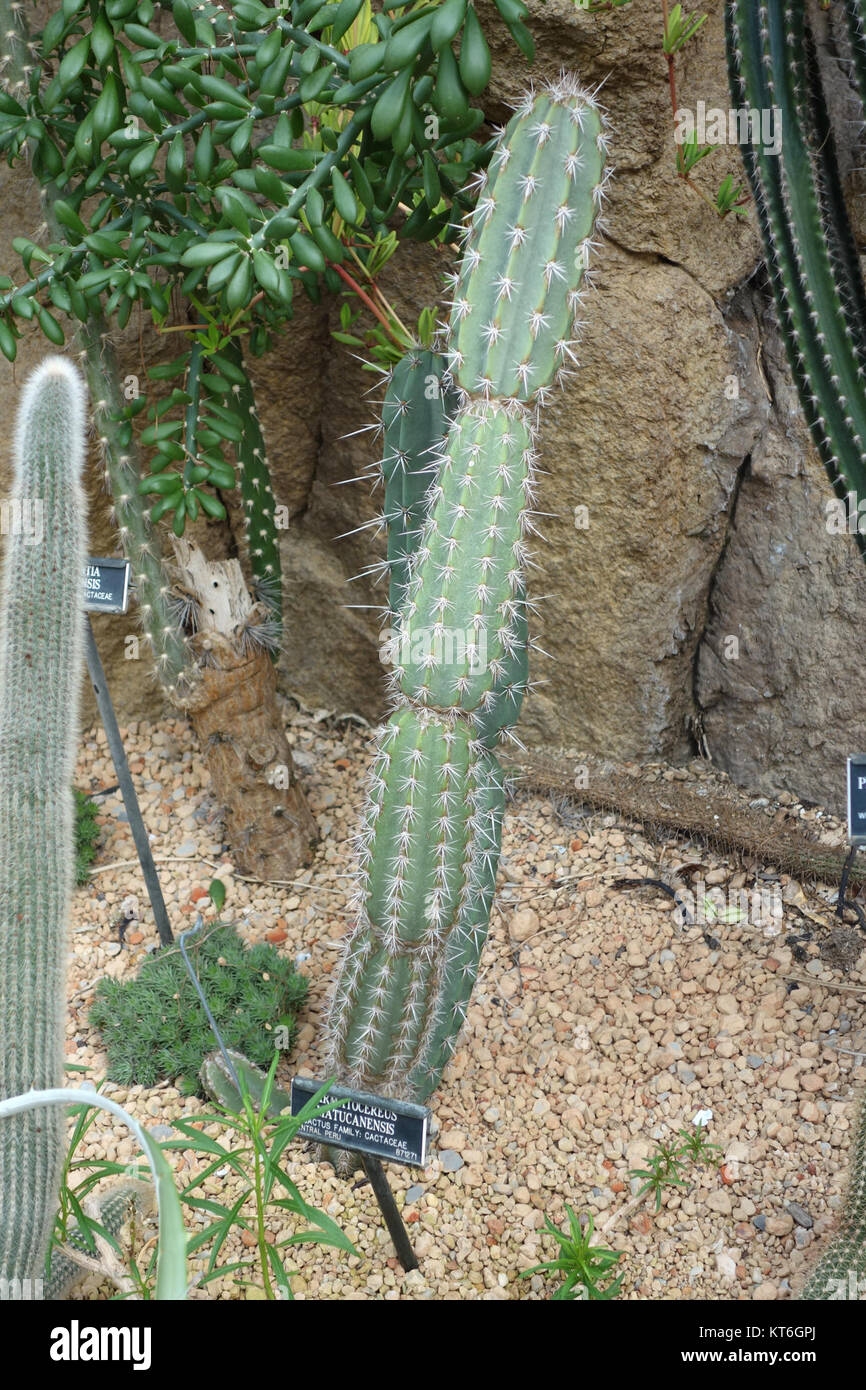 Armatocereus matucanensis is a cactus species native to the Caribbean ...