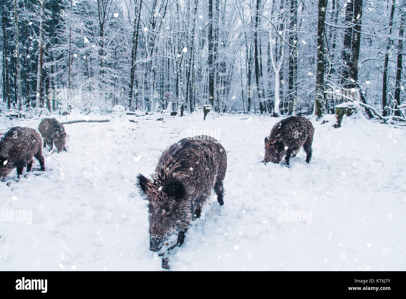 Wild boars in the winter Black Forest, Germany Stock Photo - Alamy
