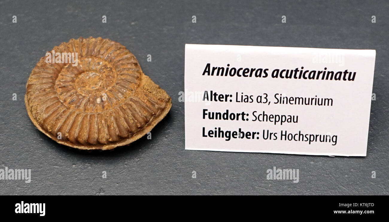 Arnioceras acuticarinatum, a species of extinct ammonite, is on display ...