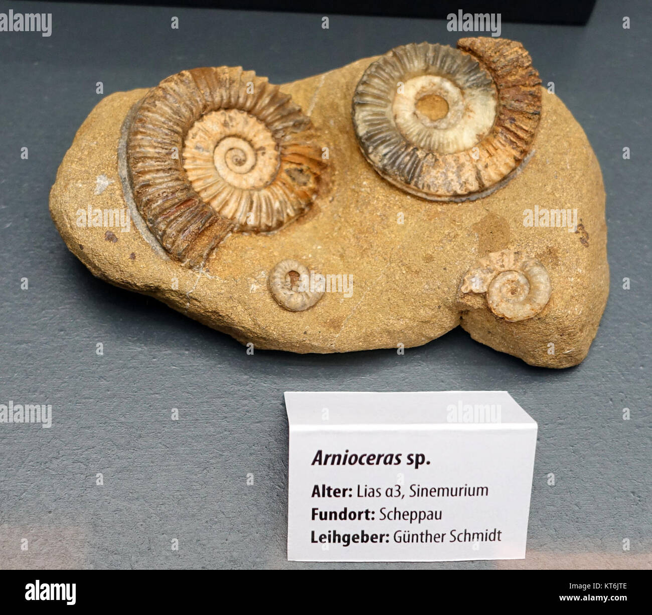 Ammonoid cephalopods hi-res stock photography and images - Alamy