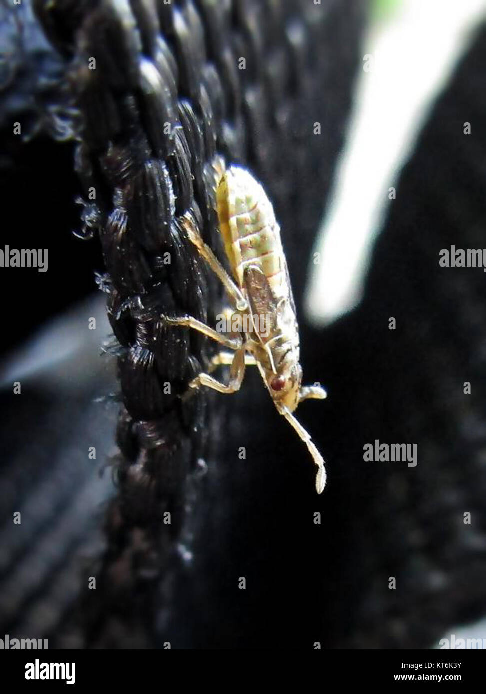 This image shows the nymph of Arocatus longiceps, a species of true bug ...