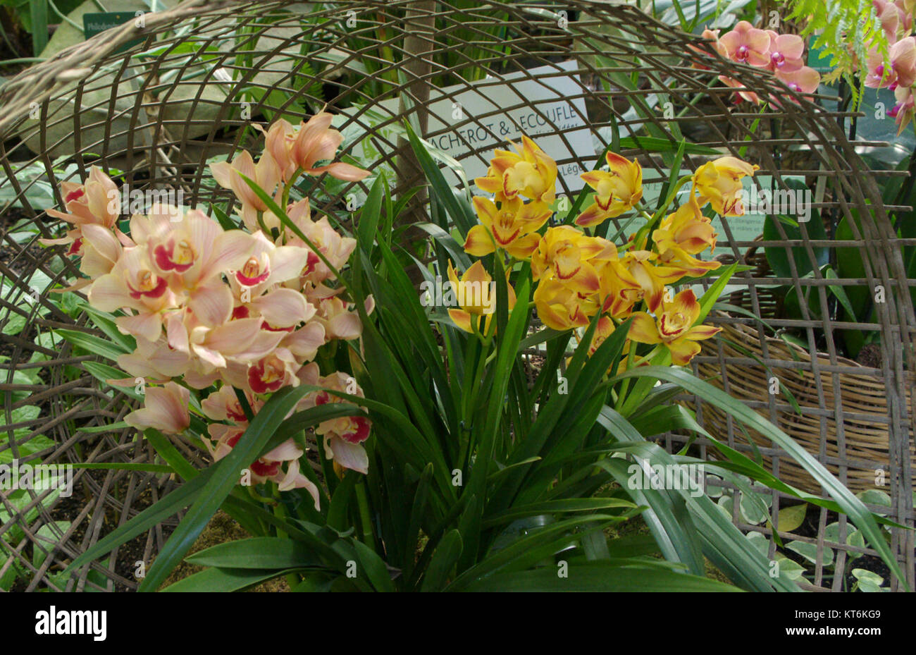 This still life arrangement of orchids captures the delicate beauty of ...