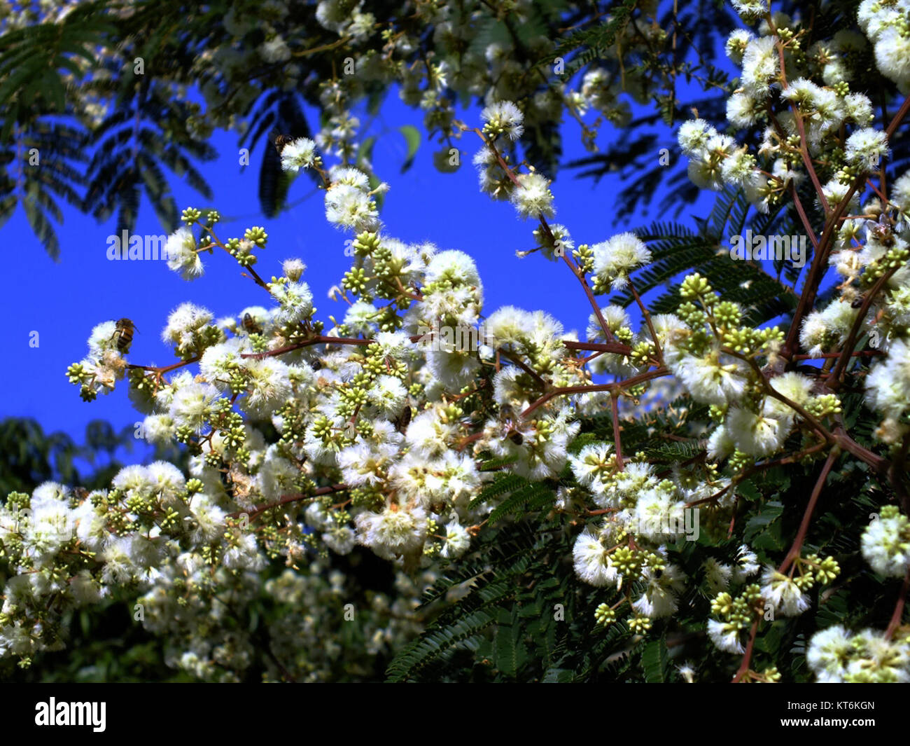 A detailed image of Acacia plumosa, commonly known as Arranha Gato, a ...