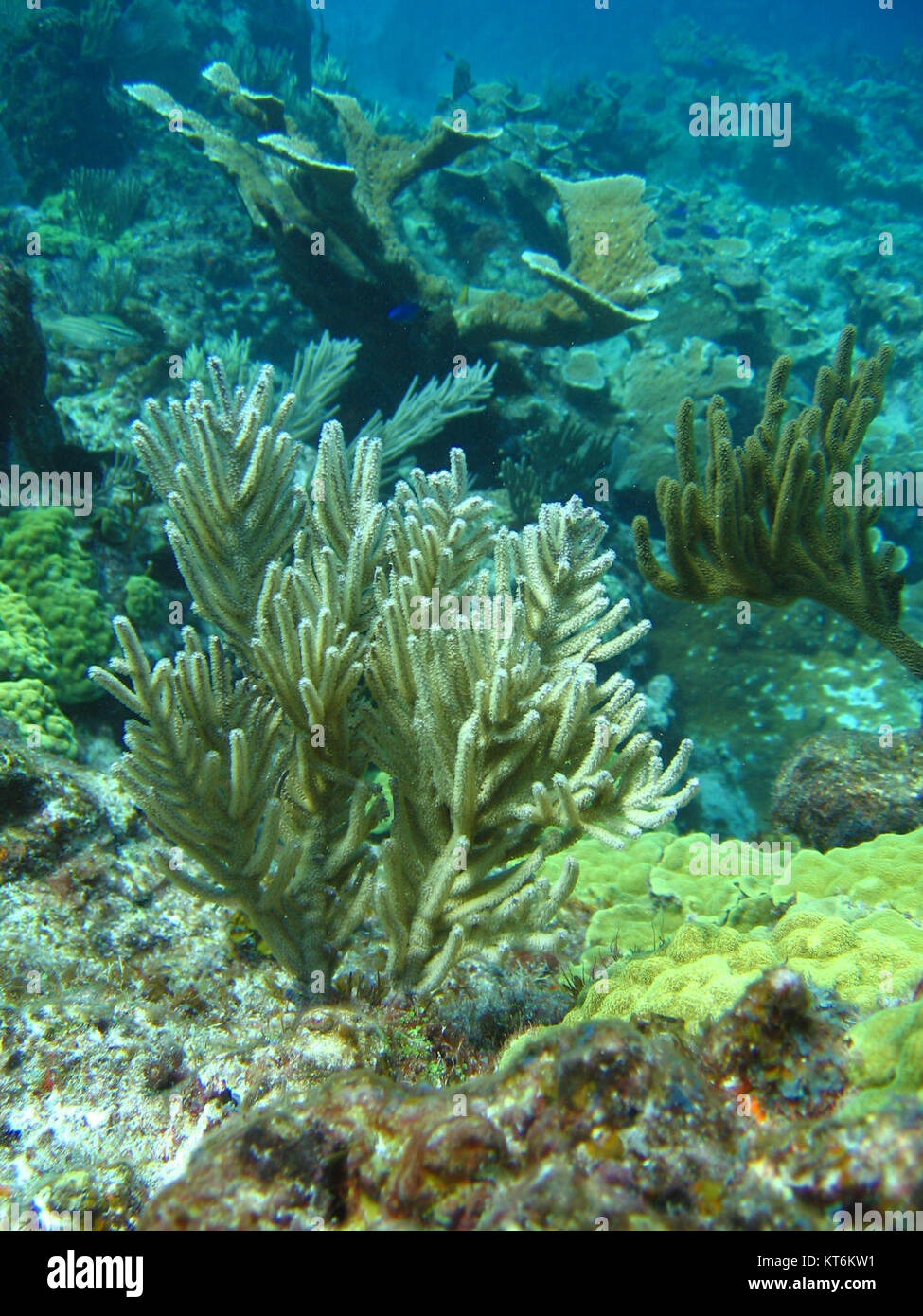 Arrecife is the capital city of Lanzarote, one of the Canary Islands ...