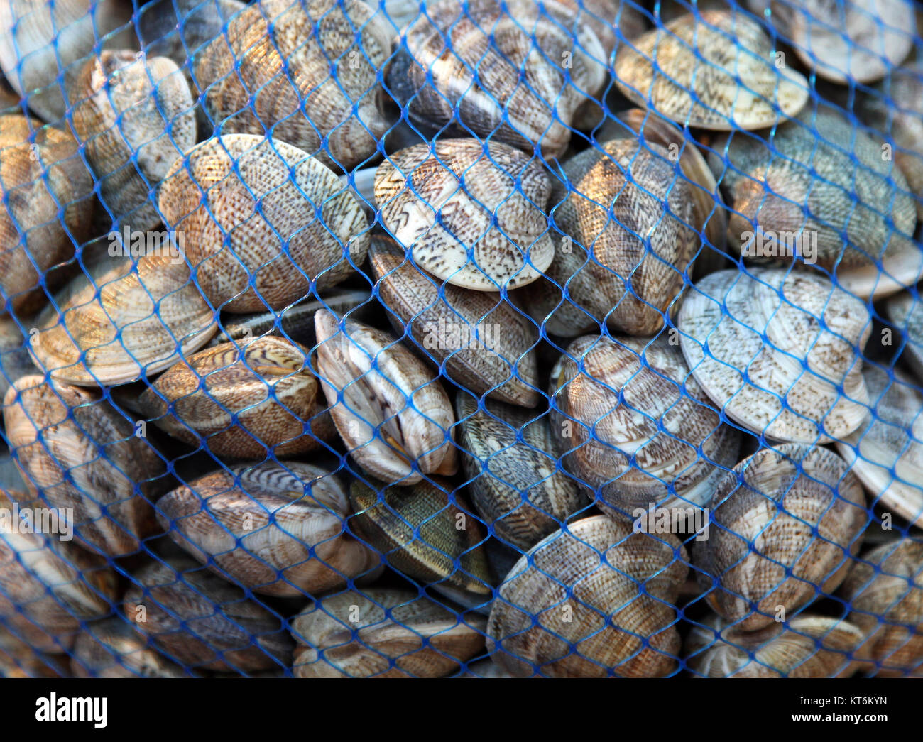 Big pile of seashell clams in net Stock Photo - Alamy