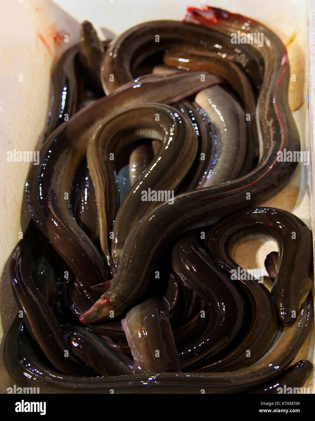 Live eels in box on fish market Stock Photo - Alamy