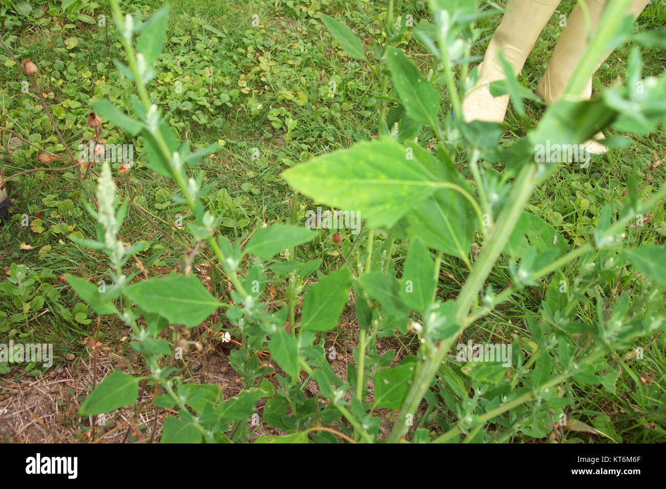 Identifier explanation hi-res stock photography and images - Alamy