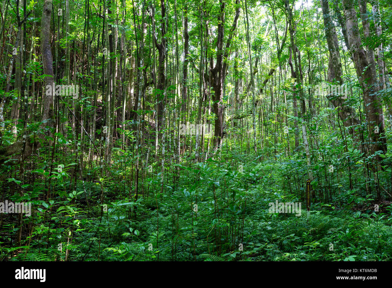 Dense lush green foliage on the Makiki Trail, Oahu, Hawaii with trunks ...