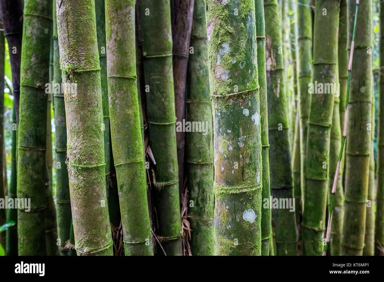 Bamboo Plant Texture