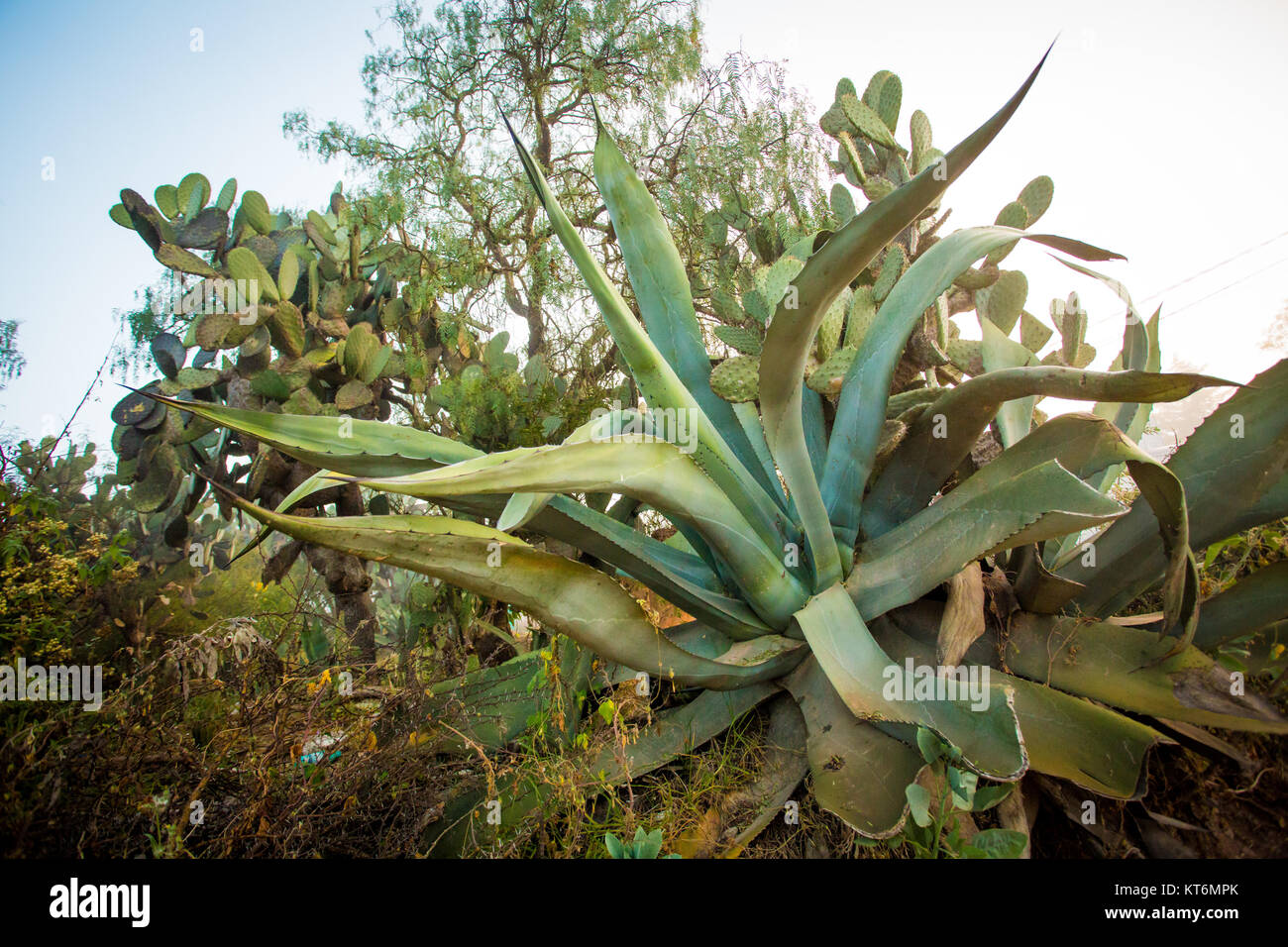 Big Growing agave plant in Mexico at daylight Stock Photo - Alamy