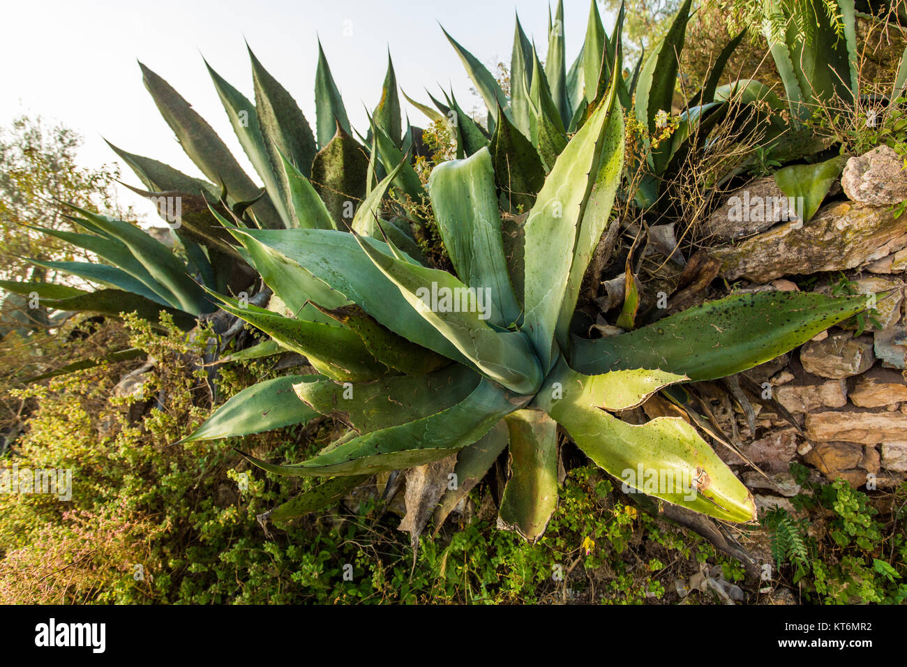 Big Growing agave plant in Mexico at daylight Stock Photo - Alamy