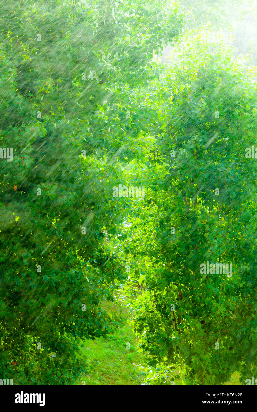 Summer rainy outside window, water drops droplets raindrops on glass windowpane as background ...