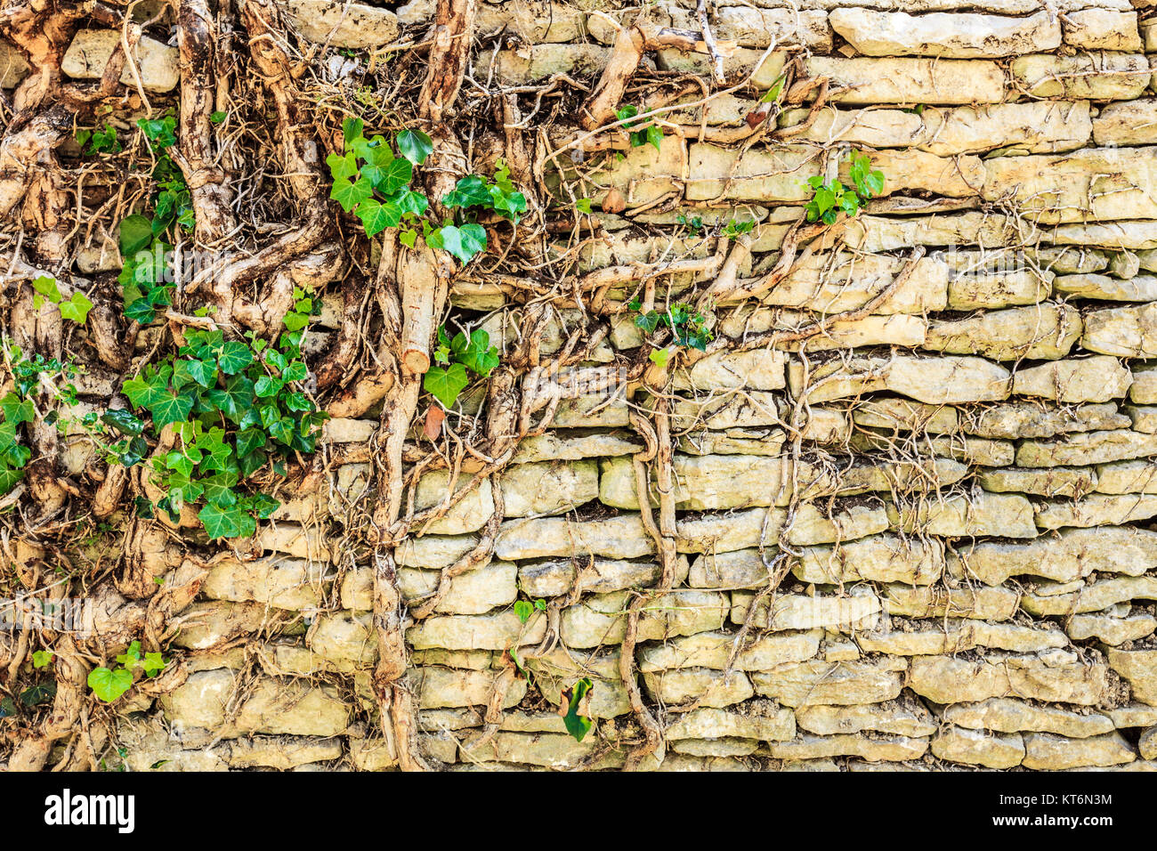 Roots climbing rock wall hi-res stock photography and images - Alamy