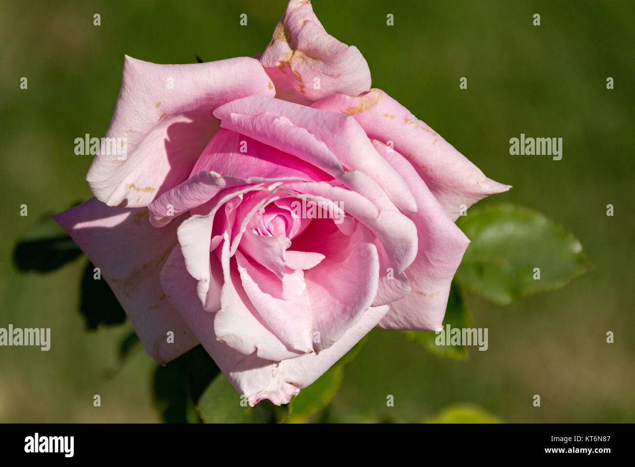 Michelangelo rose hi-res stock photography and images - Alamy