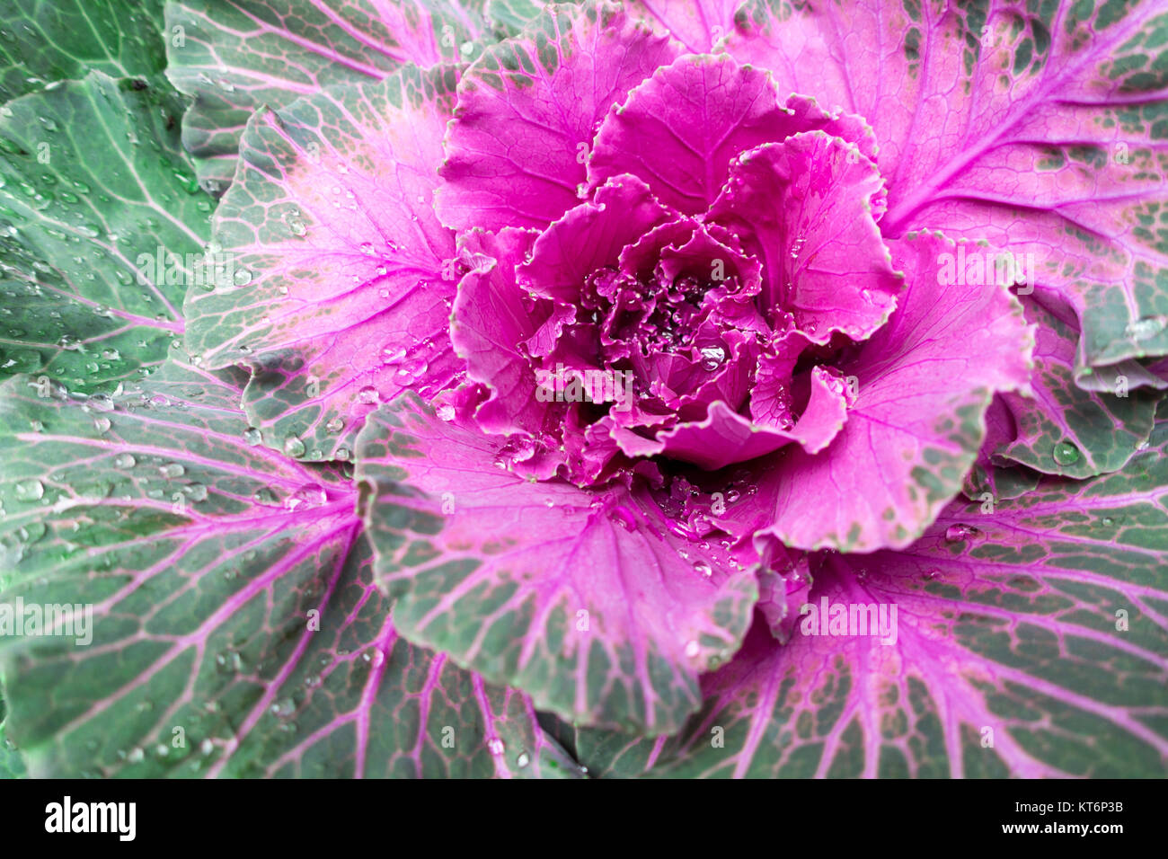 purple. flower like plant Stock Photo - Alamy