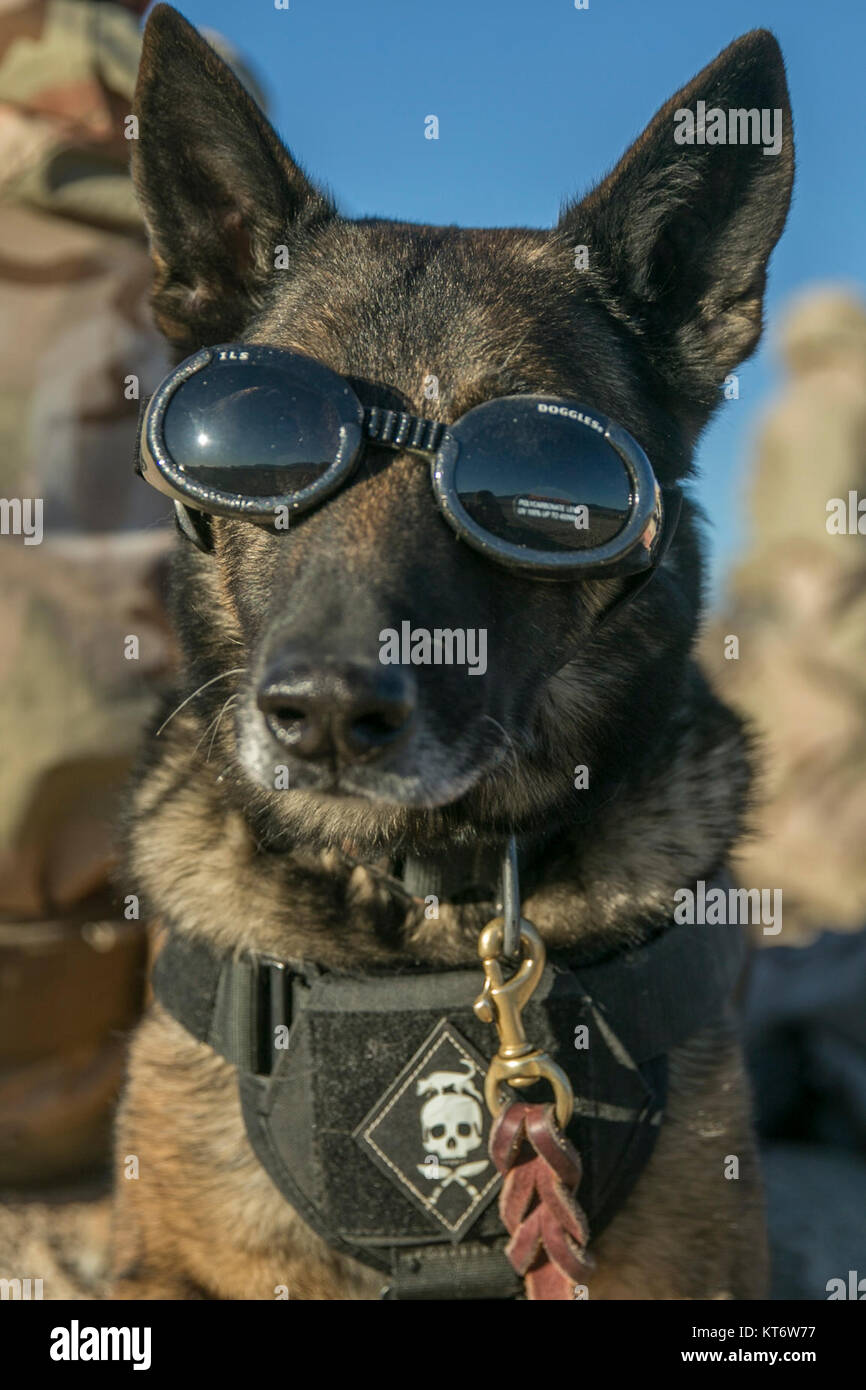 U.S. Marine Corps Cpl. Lotor, a military working dog with 1st Law ...