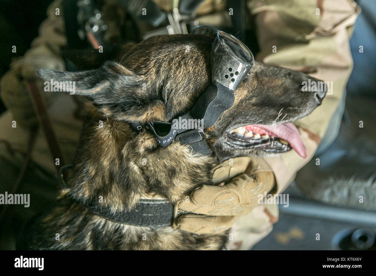 U.S. Marine Corps Cpl. Lotor, a military working dog with 1st Law ...