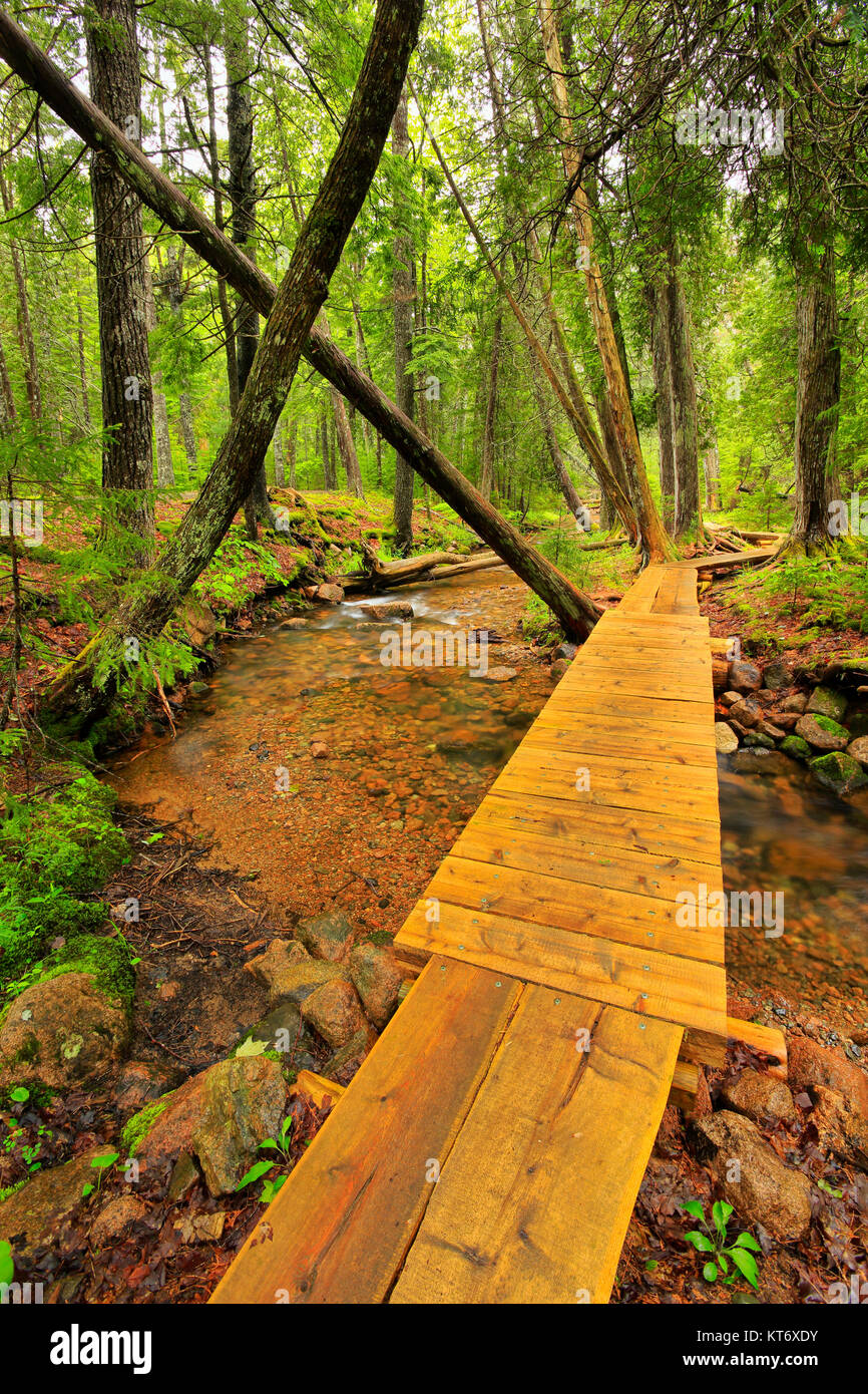 Jordan Stream Trail, Acadia National Park, Maine, USA Stock Photo - Alamy
