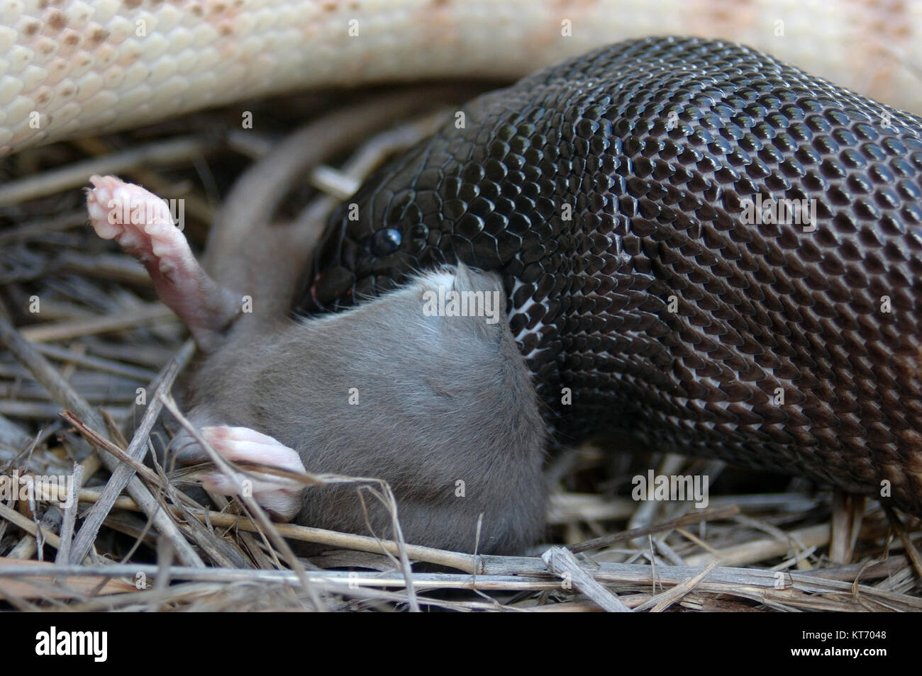 Australian Black Headed Python Aspidites Melanocephalus Swallowing A Black Rat Rattus Rattus