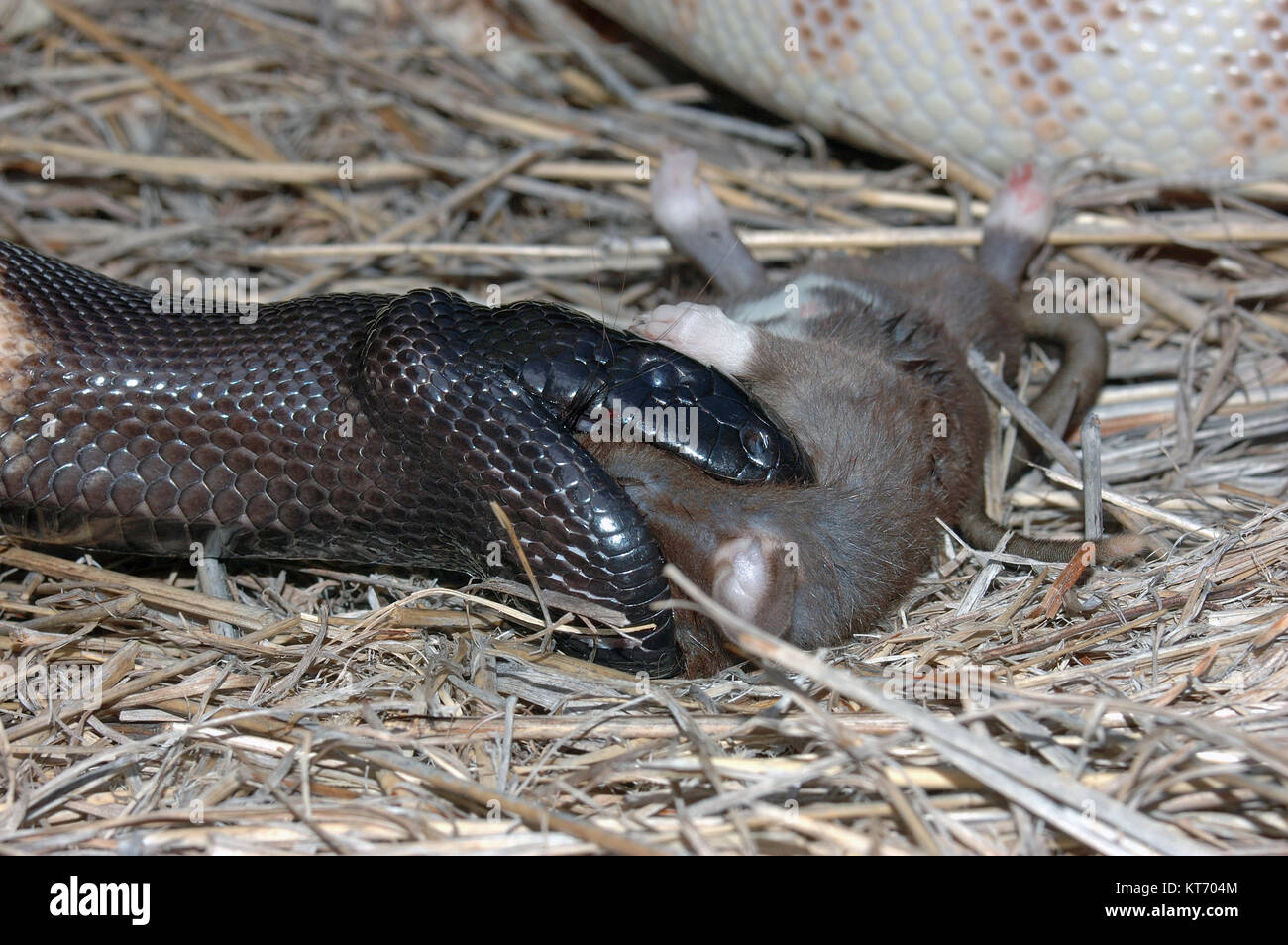 Snake feeding hi-res stock photography and images - Alamy