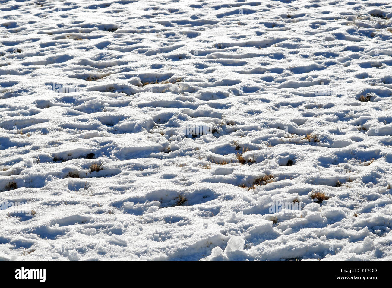 Snow on ground texture for the background Stock Photo - Alamy